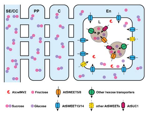 Schematic Representation Of The Role Of Atsweet1314 During Apoplasmic