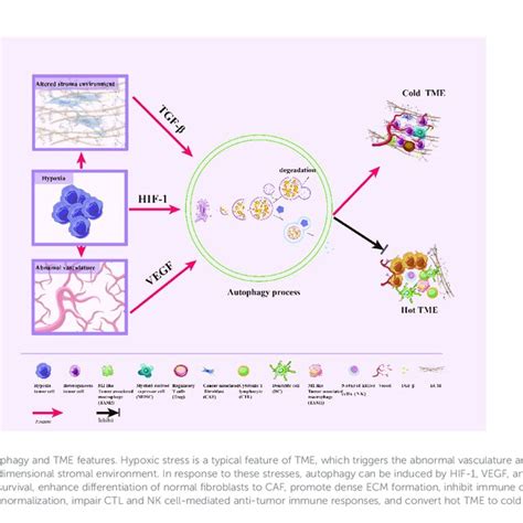 The Role Of Autophagy In The Transformation Of Hot Tme To Cold Tme Download Scientific Diagram