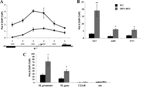 loss of base j at pol ii promoters leads to increased pol ii occupancy
