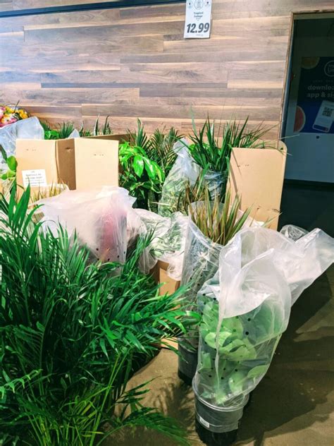 LIDL Garden Finds Outdoor Plants Flowers More Bunny S Garden