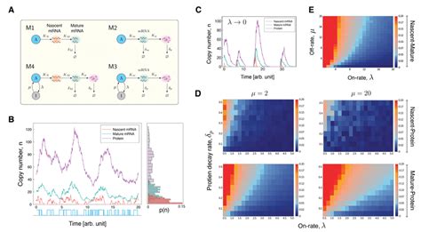 A Stochastic Models Of Gene Expression The Model M1 Is The Simplest