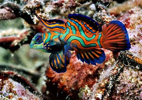 Mandarin Goby Red Green Synchiropus Splendidus Gobies And Blenny