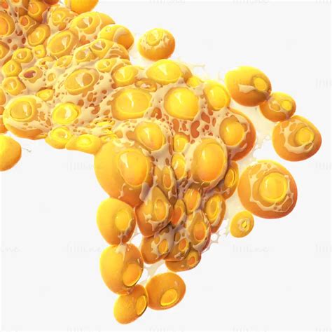 Fat Cell Anatomy 3d Model