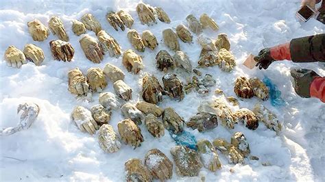 Investigan El Macabro Hallazgo De 54 Manos Cortadas En Siberia Infobae