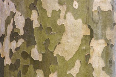 Identifying The Common American Sycamore