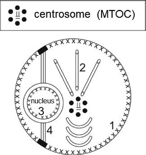 Schematic Illustration Of Microtubule Organizing Center Mtoc Composed