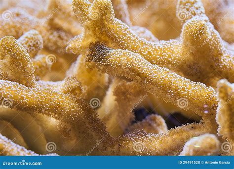 Polype De Corail Photo Stock Image Du Coloré Forme 29491528