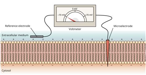 Action Potential Speechneurolab