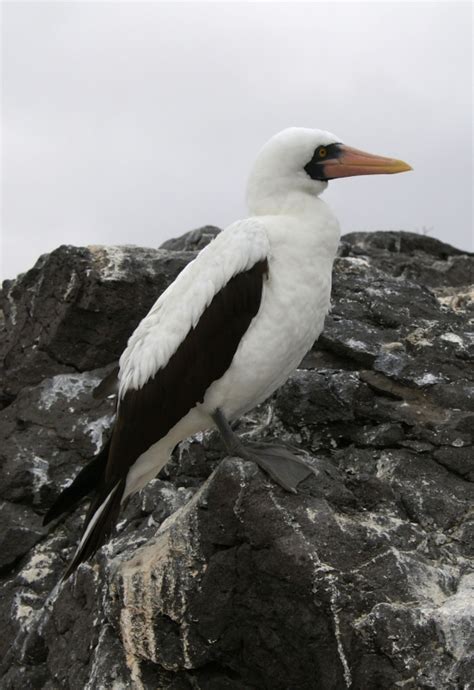 Nazca Booby
