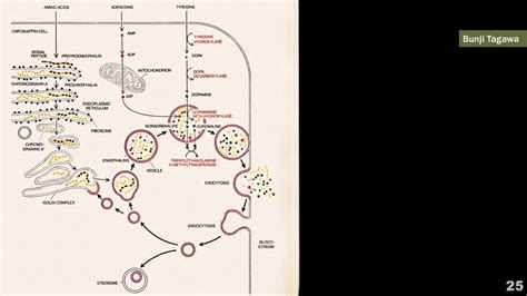 Visualizing Science Illustration And Beyond Scientific American Blog
