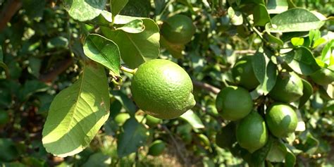 Più Valore Alla Filiera Del Limone Delletna Italiafruit News