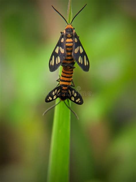 Insects Are Mating In The Park Near The House Stock Image Image Of