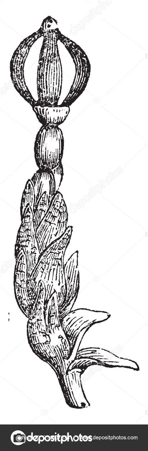 Andreaea Moss Genus Rock Mosses Its Capsules Formed Tips Vertical Stock Vector Image By