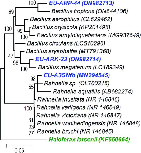 Phylogenetic Tree Showing The Relationship Among Nitrogen Fixing