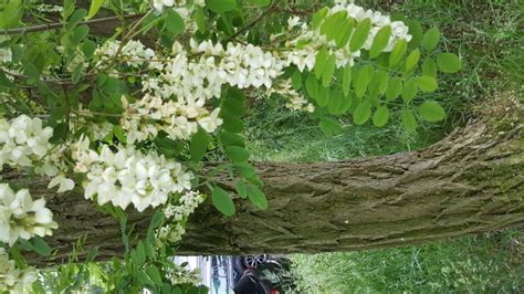 Esche Robinia Pseudoacacia Baumkunde Forum