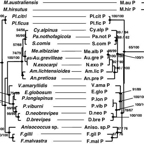 Maximum Likelihood Trees Based On The Combined Data Sets For The