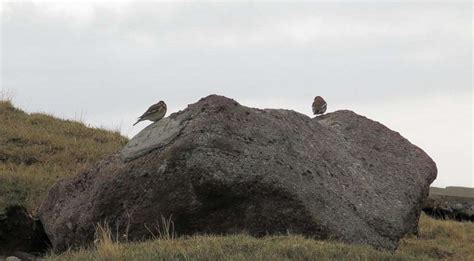 Birds And Birding In Assynt Assynt Field Club