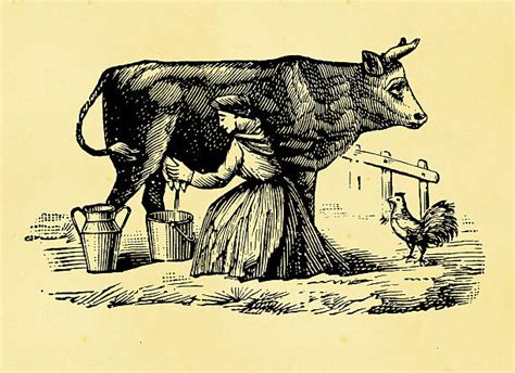 Women Getting Milked Illustrations Royalty Free Vector Graphics And Clip