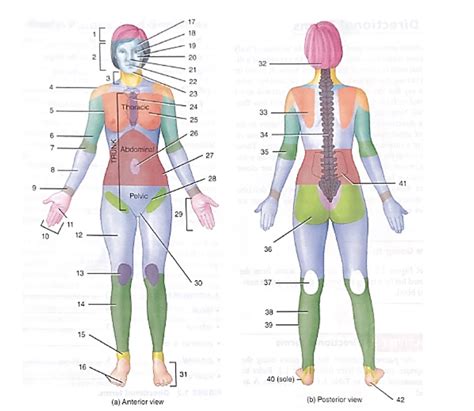 Solved Match The Anatomical Terms That Most Accurately