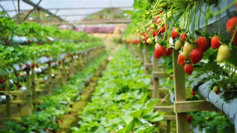 Genting Strawberry Leisure Farm Tourism Selangor