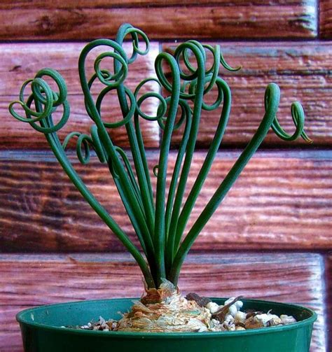 Albuca Spiralis L F Frizzle Sizzle World Flora Pl Ntnet Identify