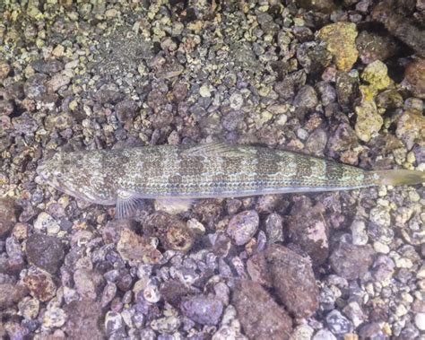 Diamond Lizardfish Facts Diet Habitat And Pictures On Animaliabio