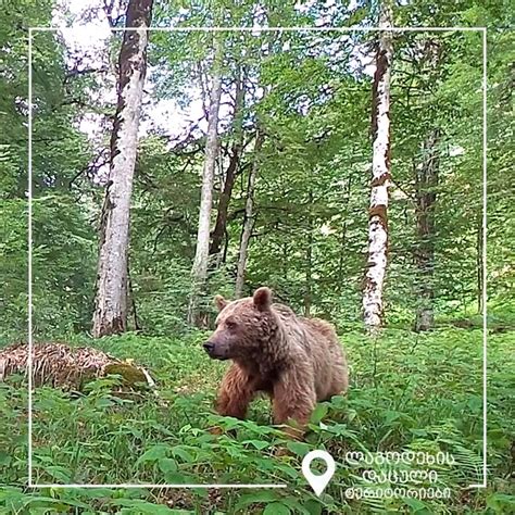 🐻 დინჯი მურა დათვი ლაგოდეხის დაცული ტერიტორიებიდან 🐻 დინჯი მურა დათვი