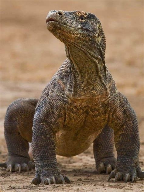 Jakarta Indonesia Komodo Dragons