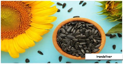 Manfaat Biji Bunga Matahari Untuk Kesehatan Camilan Sehat Yang Kaya Nutrisi