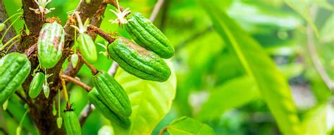 Raw Small Green Cacao Pods Harvesting Growing Cocoa Fruit Hanging On A