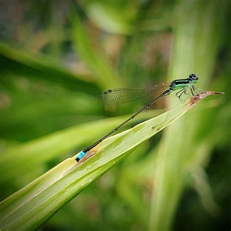 Premium Photo Libelula