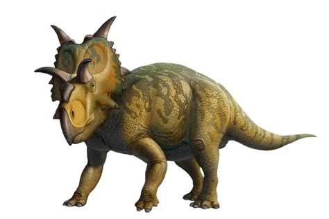 Xenoceratops Prehistoric Dinosaurs Wiki Fandom