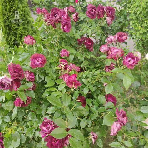 Burgundy Iceberg Rose Bouquet