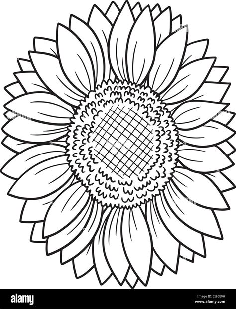 Sunflower Flower Coloring Pages Printable Sketch Coloring Page