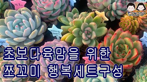 230111 판매마감 초보다육맘을 위한 행복세트모래요정 다육식물 多肉植物 たにくしょくぶつ Korean