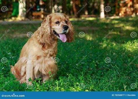 Hunderasse Amerikaner Cocker Spaniel Stockbild Bild Von Gehen