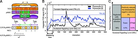 Assumptions Of The Signal Integration Model A A Binary Download