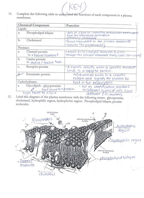Lipids Worksheet Answer Key 32 Lipids Worksheet Answer Key Worksheet Resource Plans Cells
