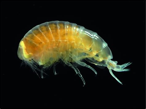 Fig 10 In New Deep Sea Atlantic And Antarctic Species Of
