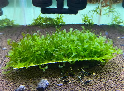 Subwassertang Poseidons Pets Freshwater Shrimp Moss And Shrimp