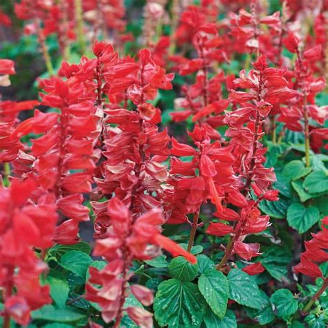 Red Sage Tea Benefits Spesanut