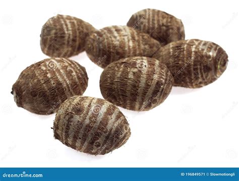 Eddo Tuber Of The Dasheen Plant Colocasia Esculenta Royalty Free