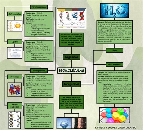 Mapa Mental Sobre Las BiomolÉculas Esquemas Y Mapas Conceptuales De