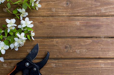 园林修枝机,在木板上剪下花枝。园艺工具和设备。前视图。文本。 园林修枝机,在木板上剪下花枝。园艺工具和设备。前视图。文本。