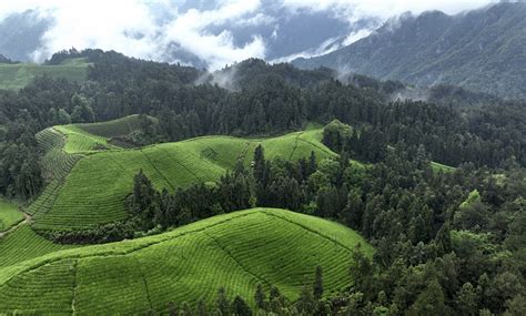 နွေရာသီချိန် လက်ဖက်ပန်းခြံ၌ မြင်တွေ့ရသည့် လှပသော ရှုခင်းများ 大图 云桥网缅文