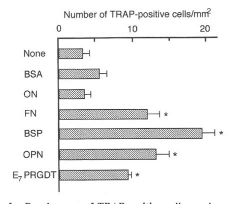 Figure 2 From A Model Peptide Of Bone Sialoprotein Bsp That Supports