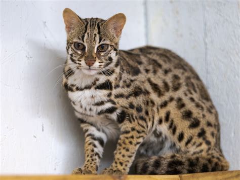 Asian Leopard Cat Saffron Orthopedic Care