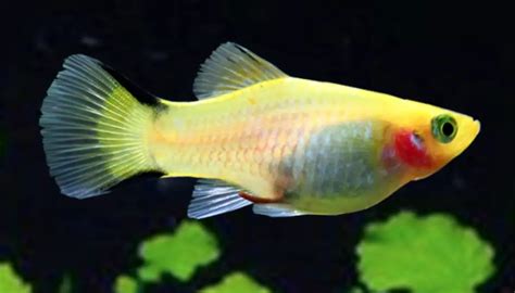 19 Most Popular Types Of Platy Fish Fishkeeping World