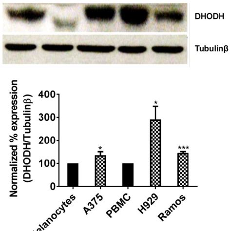 Dhodh Inhibitors Cause A Dose Dependent Decrease In The Proliferation Download Scientific