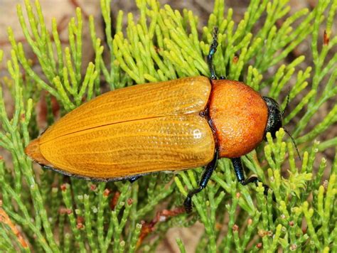 Orange Bug On Green Plant